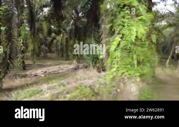Plantation view Stock Videos & Footage - HD and 4K Video Clips - Alamy