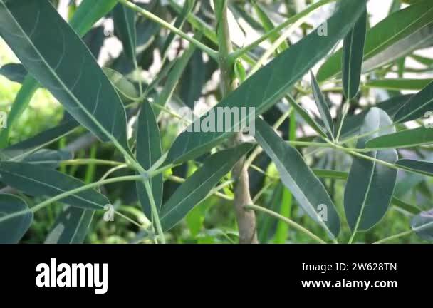 Tabebuia caraiba (Tabebuia aurea, Caribbean trumpet, silver trumpet ...