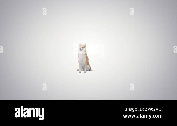 Shiba ken dog Stock Videos & Footage - HD and 4K Video Clips - Alamy