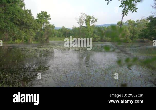 Mossy lake and swamp in the mangrove forest. Wetland bog fen carr ...