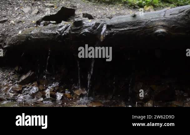 Water flowing from tree Stock Videos & Footage - HD and 4K Video Clips ...
