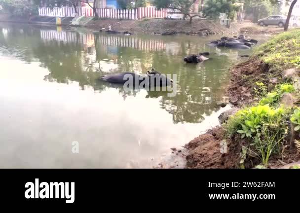 Refreshment Of Water Buffalo On Water Pond. Water Buffalo Bathing In ...