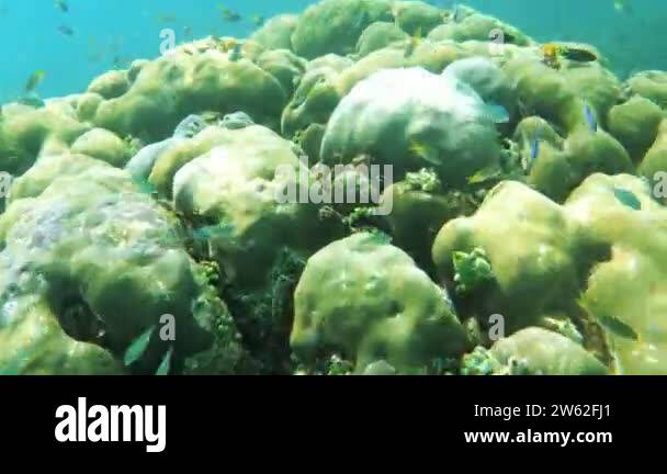 Underwater View Of Coral Garden With Sponge And Tropical Fish In Kri ...