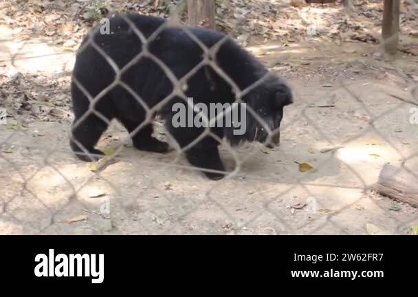 Park enclosure Stock Videos & Footage - HD and 4K Video Clips - Alamy