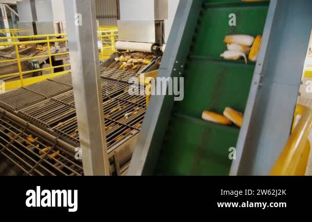 corn. Corn processing factory. automated process of cleaning corn cobs ...