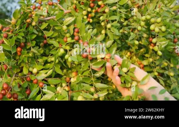 Jelly tree Stock Videos & Footage - HD and 4K Video Clips - Alamy