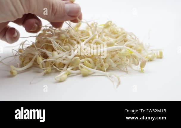 Green bean sprouts Stock Videos & Footage - HD and 4K Video Clips - Alamy