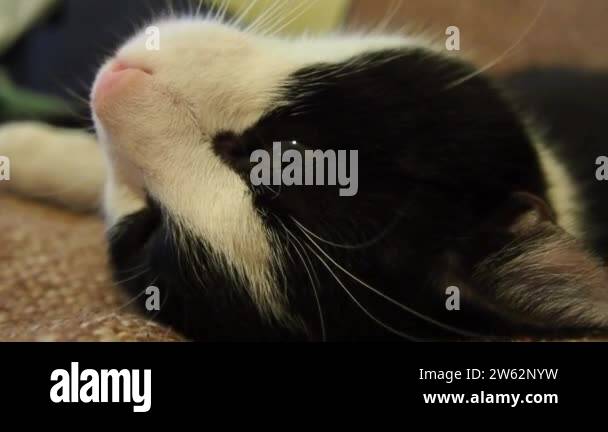 Animal gaze Stock Videos & Footage - HD and 4K Video Clips - Alamy