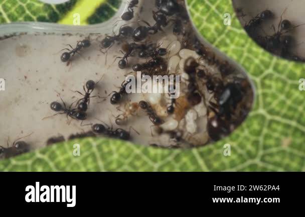 ant farm. the Queen of ants produces offspring. Laying of eggs and ...