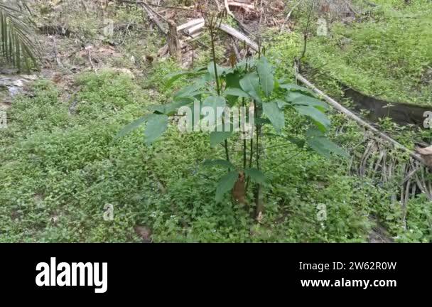 young Hevea brasiliensis seedling tree growing wildly Stock Video ...