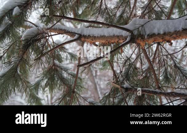 Snowy pine tree branches close-up in December. Coniferous snow-covered ...
