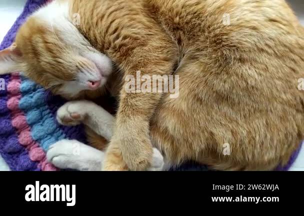 The cat is sleeping on the rug close-up. Ginger cute kitten is sleeping ...