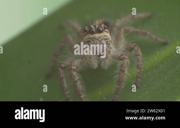 Spider looking at camera Stock Videos & Footage - HD and 4K Video Clips ...