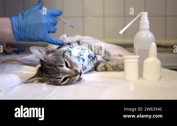 A female hand in a medical glove makes an injection to a sleeping cat ...
