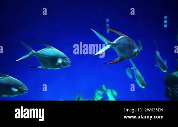 Palometa fish Stock Videos & Footage - HD and 4K Video Clips - Alamy