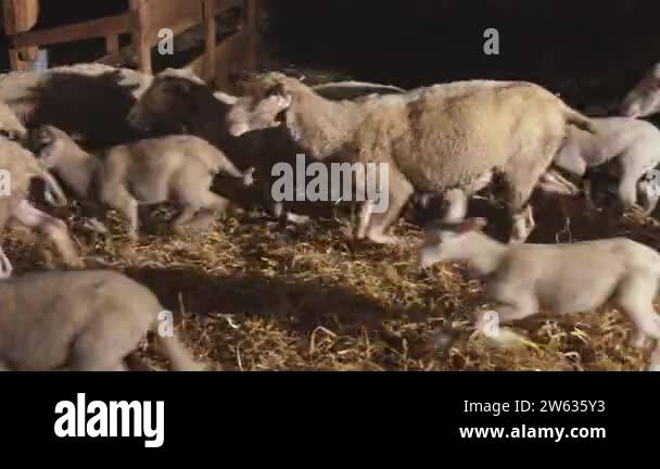 Farming breeding, food production. Lambs, sheep in stable. Ewe ...
