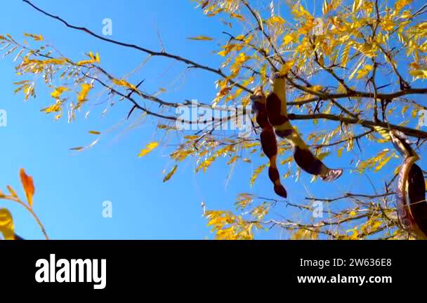 The carob (Ceratonia siliqua), fruits of a tree with seeds in autumn ...