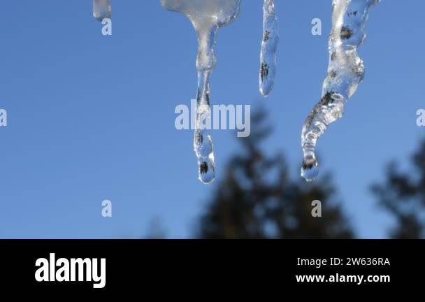 beautiful large icicles. the icicles are melting. Many beautiful ...