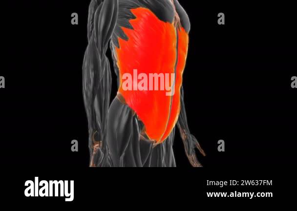 External oblique muscle anatomy Stock Videos & Footage - HD and 4K ...