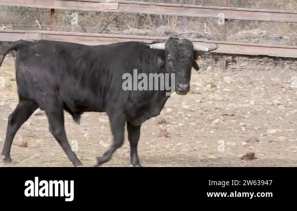 Brave bull Stock Videos & Footage - HD and 4K Video Clips - Alamy