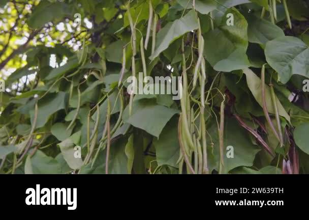 Northern catalpa fruits called Hardy Catalpa or Catawba-tree, Western ...