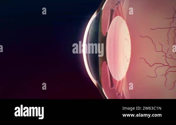 Human Eye Vision Anatomy Motion Animation Stock Video Footage - Alamy