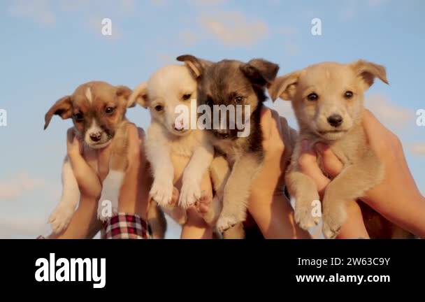 Peoples hands hold cute little puppies in a park opposite the blue sky ...