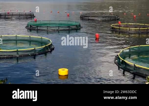 Open net cage Stock Videos & Footage - HD and 4K Video Clips - Alamy