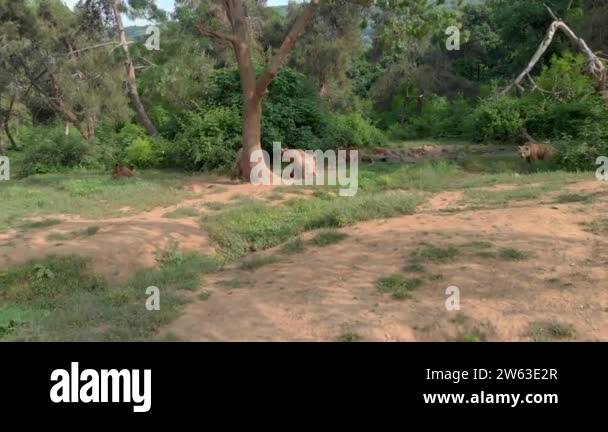 Sparse forests Stock Videos & Footage - HD and 4K Video Clips - Alamy