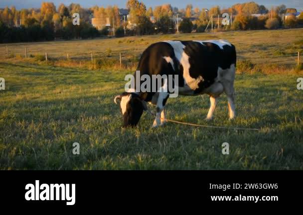 White cow eating grass Stock Videos & Footage - HD and 4K Video Clips ...