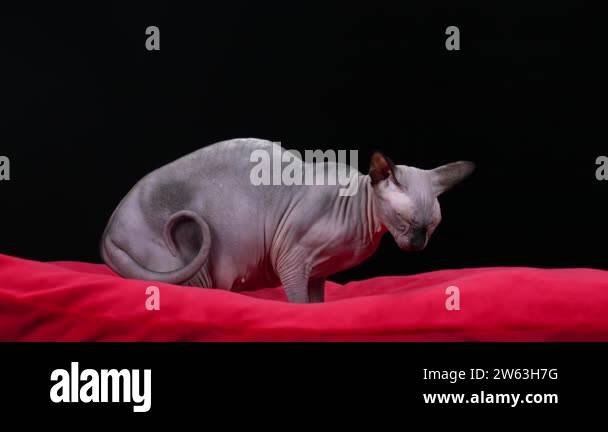 Side view of a gray Canadian Sphinx in the studio on a black background ...