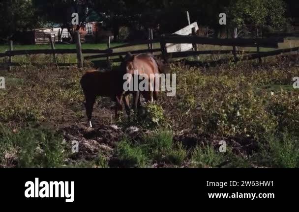 Horse farm breeding and animal husbandry. 4K Slow motion video of ...