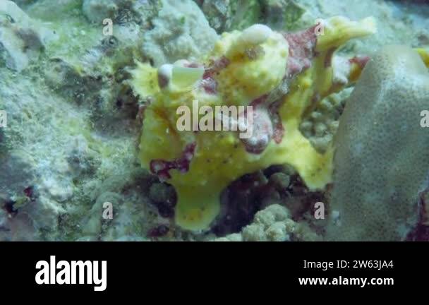 Deep sea fish teeth angler Stock Videos & Footage - HD and 4K Video ...