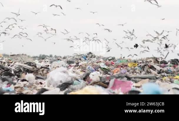 landfill. The contaminated land area is waste and garbage. green grass ...