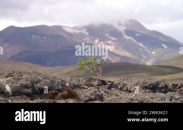Iceland tree landscape Stock Videos & Footage - HD and 4K Video Clips ...