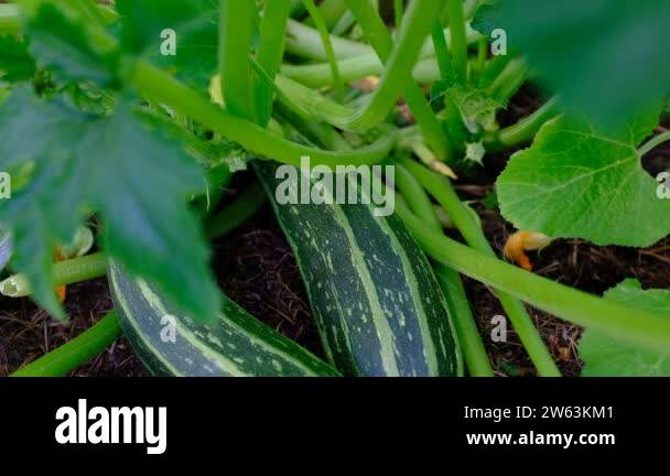 Courgette fresh growth Stock Videos & Footage - HD and 4K Video Clips ...
