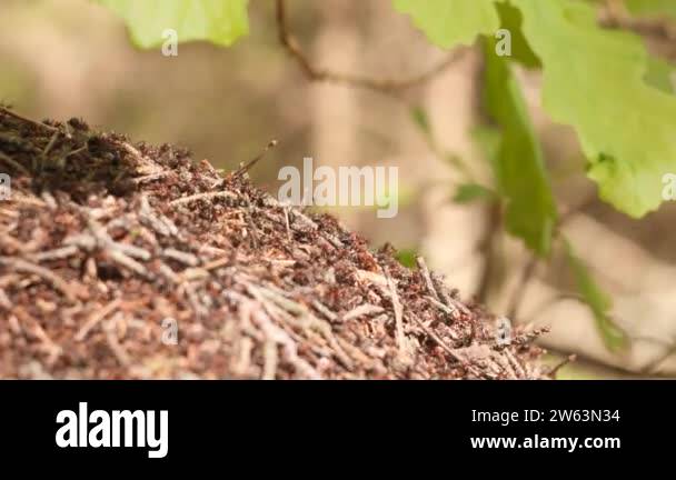 Ants crawl from side to side. Colony of ants is building an anthill ...