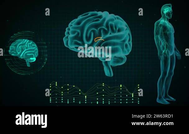 Choroid Plexus Stock Videos And Footage Hd And 4k Video Clips Alamy