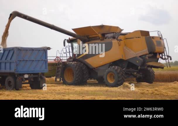 Unloading grains into truck by unloading auger. Combine harvesters cuts ...