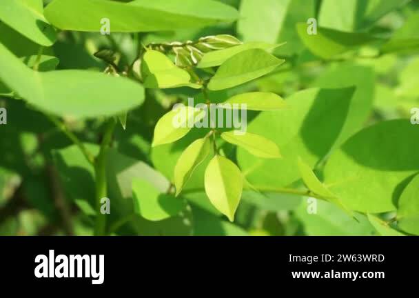 Dalbergia latifolia (also known as sonokeling, sanakeling, rosewood ...