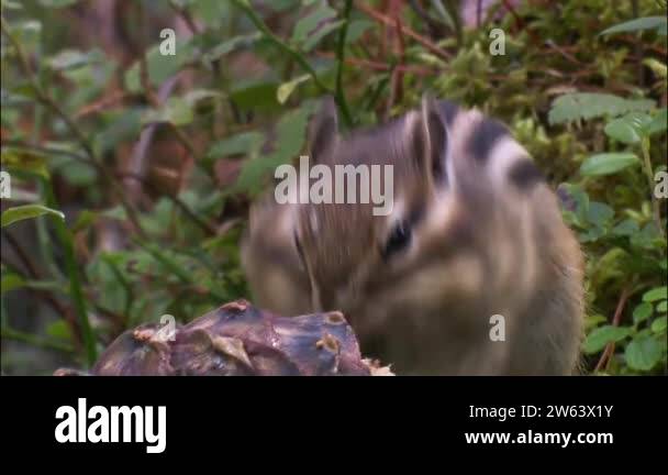 Siberian chipmunk (Lat. Tamias sibiricus). The chipmunks include 25 ...