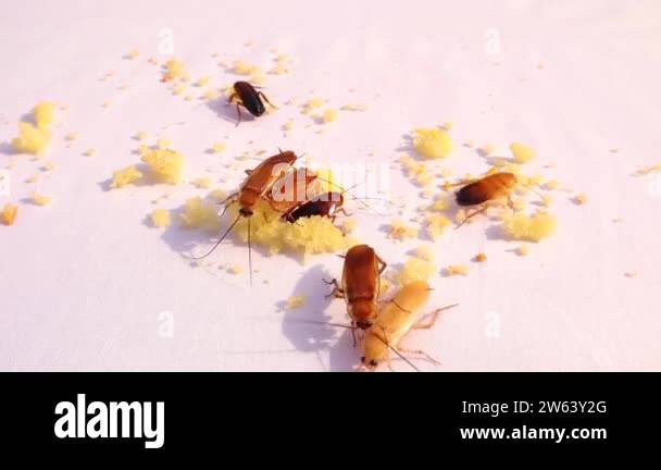 cockroach. smooth cockroaches on white background. cockroaches eating ...