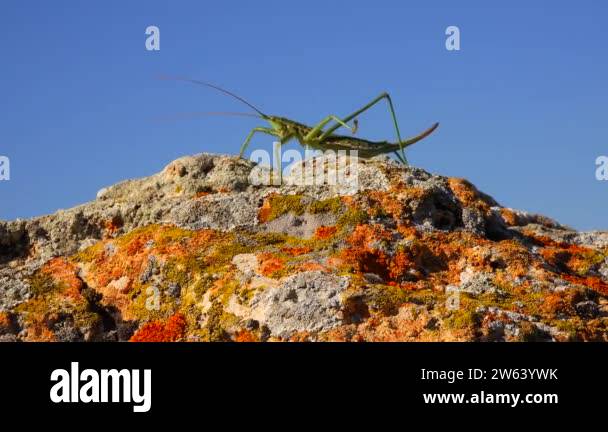 Predatory bush cricket, or the spiked magician (Saga pedo, Orthoptera ...