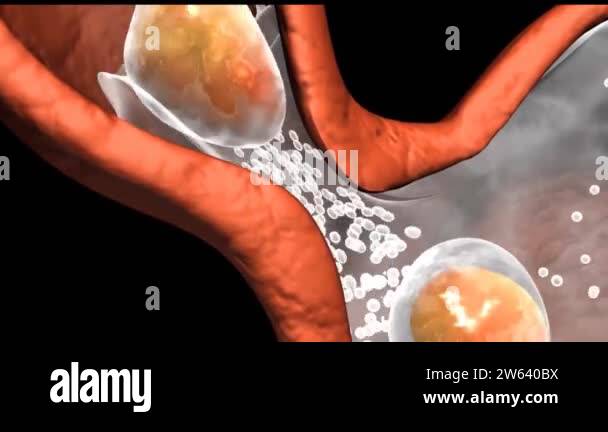The course of digestion in the human digestive system. Journey from ...