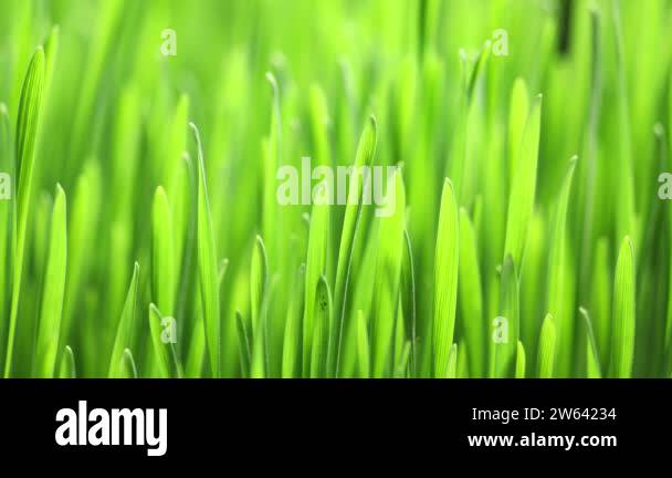 Rye Field, Cereal Growing Crop Time Lapse. Fresh Green Rye Plant Grow ...