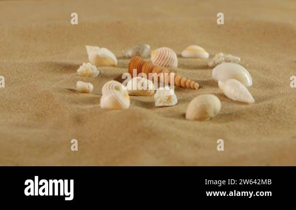 Different sea shells on Stock Videos & Footage - HD and 4K Video Clips ...