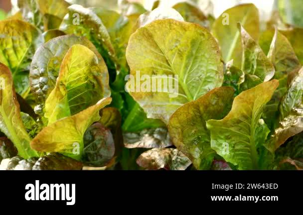Red cos Stock Videos & Footage - HD and 4K Video Clips - Alamy