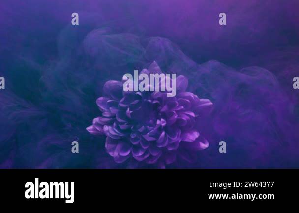 paint water splash flower color smoke neon purple Stock Video Footage ...