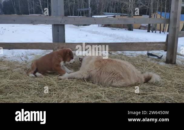 Biting fighting Stock Videos & Footage - HD and 4K Video Clips - Alamy
