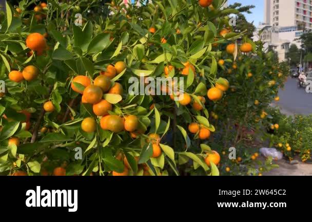 A lot of orange trees with ripe fruits on them. Buying orange trees is ...